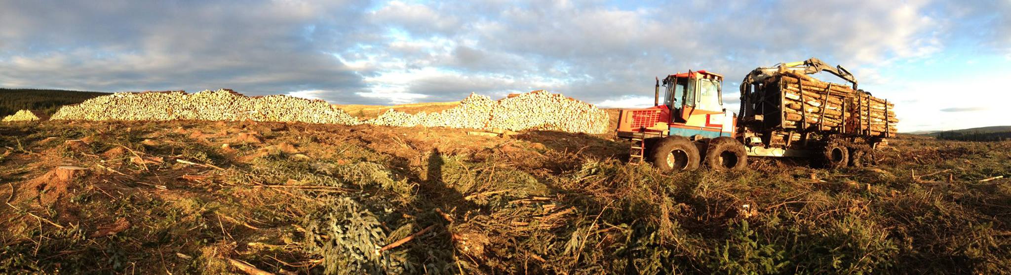 National Resources Wales: Timber Sale