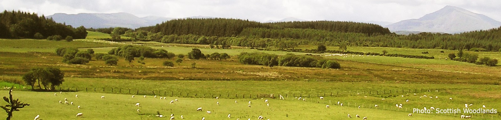 Confor : Confederation of Forest Industries (UK)