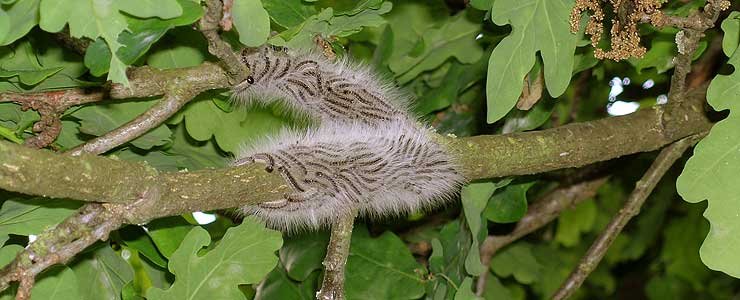 New legislation: Oak processionary moth (OPM)