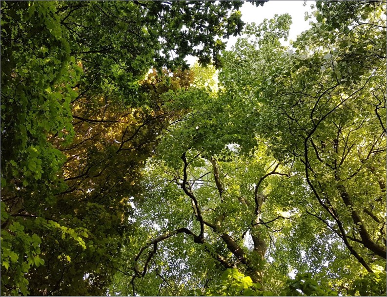 Latest Forestry and Timber News | Confor