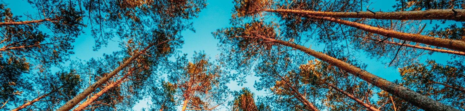 Confor : Confederation of Forest Industries (UK)