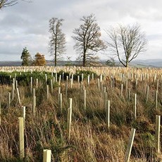 Latest Forestry and Timber News | Confor
