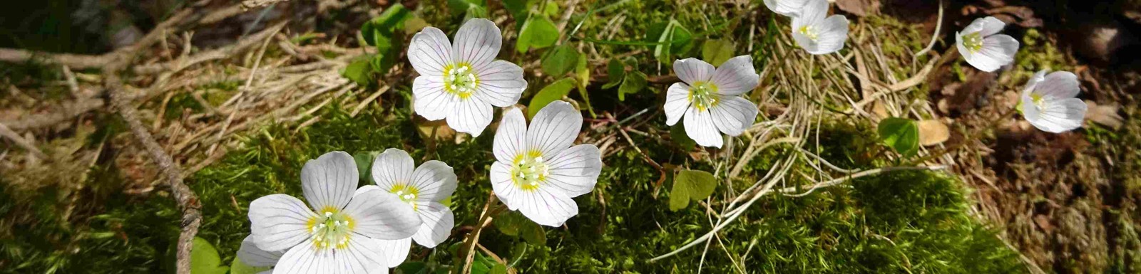 Confor : Confederation of Forest Industries (UK)