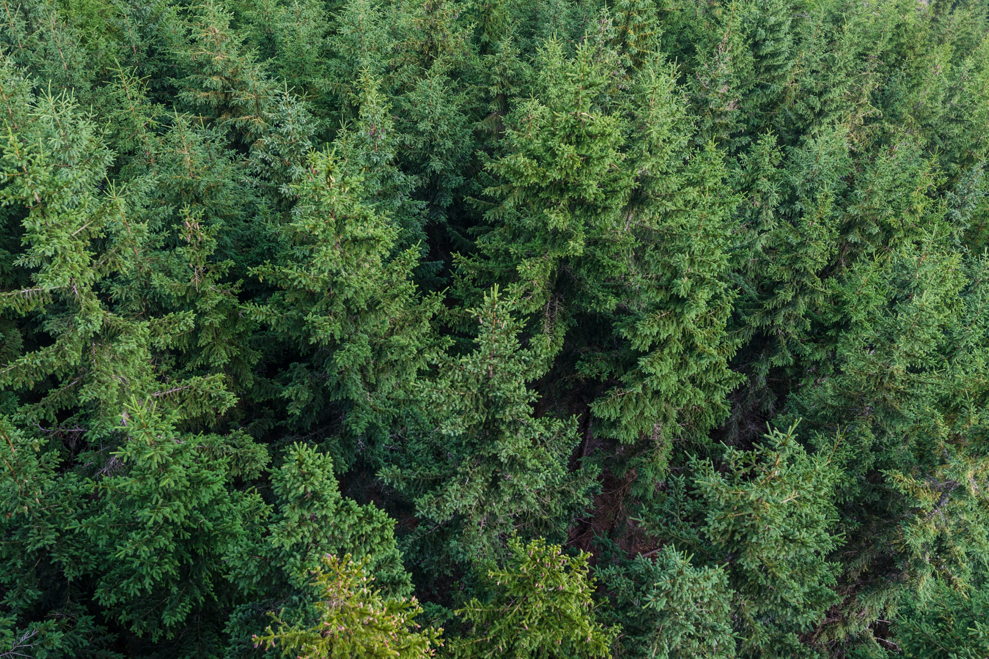 Latest Forestry and Timber News | Confor