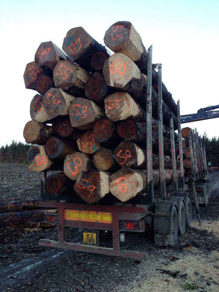 Latest Forestry and Timber News | Confor